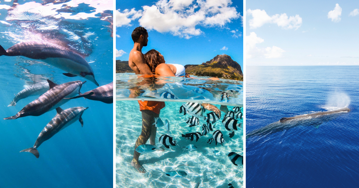 Vitamin Sea Mauritius | Swim with Dolphins & Whale Tours
