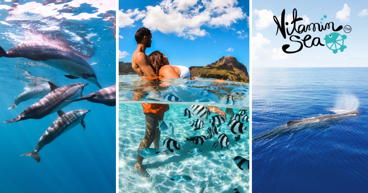 Vitamin Sea Mauritius | Swim with Dolphins & Whale Tours