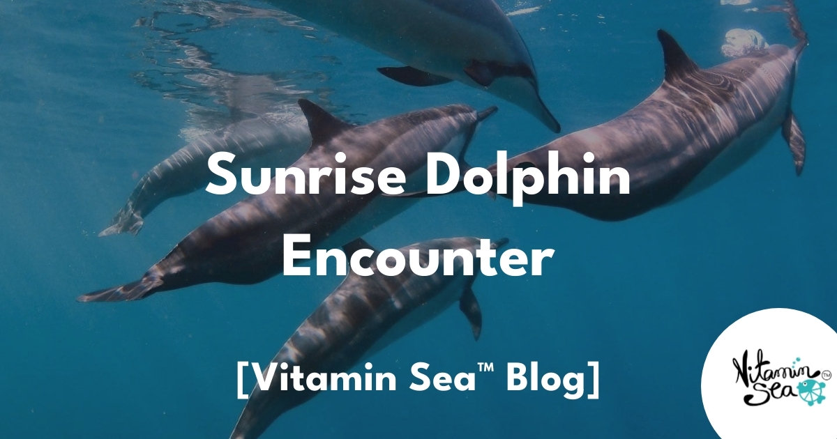 Sunrise Dolphin Encounter - Vitamin Sea Mauritius