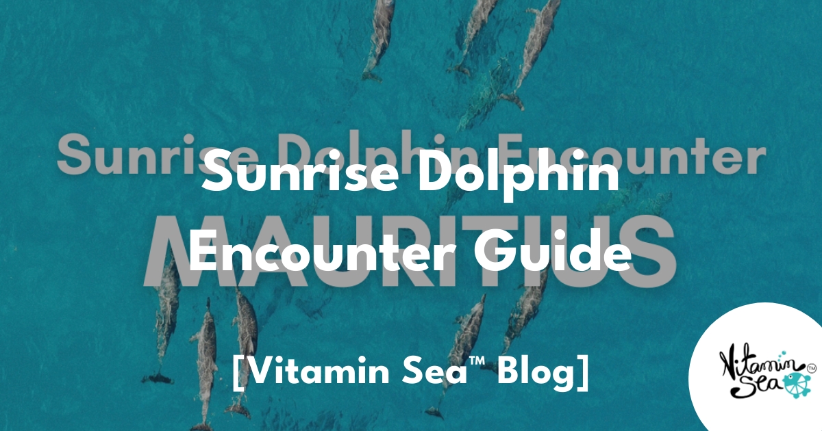 Sunrise Dolphin Encounter Guide - Vitamin Sea Mauritius