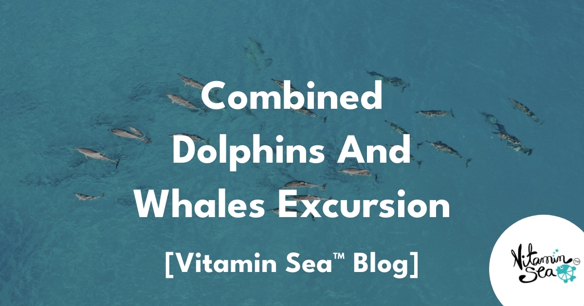 Combined Dolphins And Whales Excursion - Vitamin Sea Mauritius